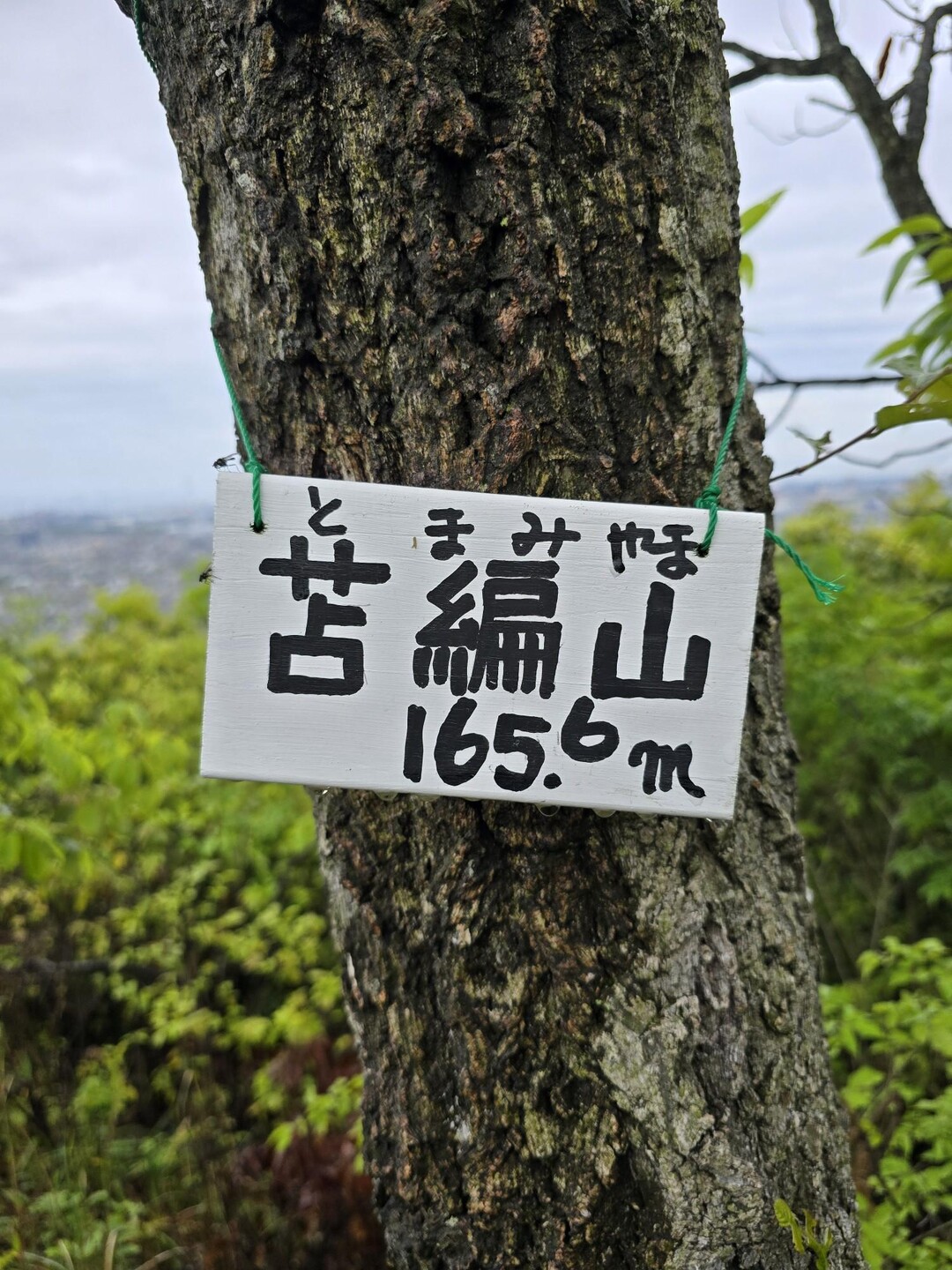 苫編山 / mtc0190さんの京見山・檀特山・朝日山の活動データ | YAMAP / ヤマップ
