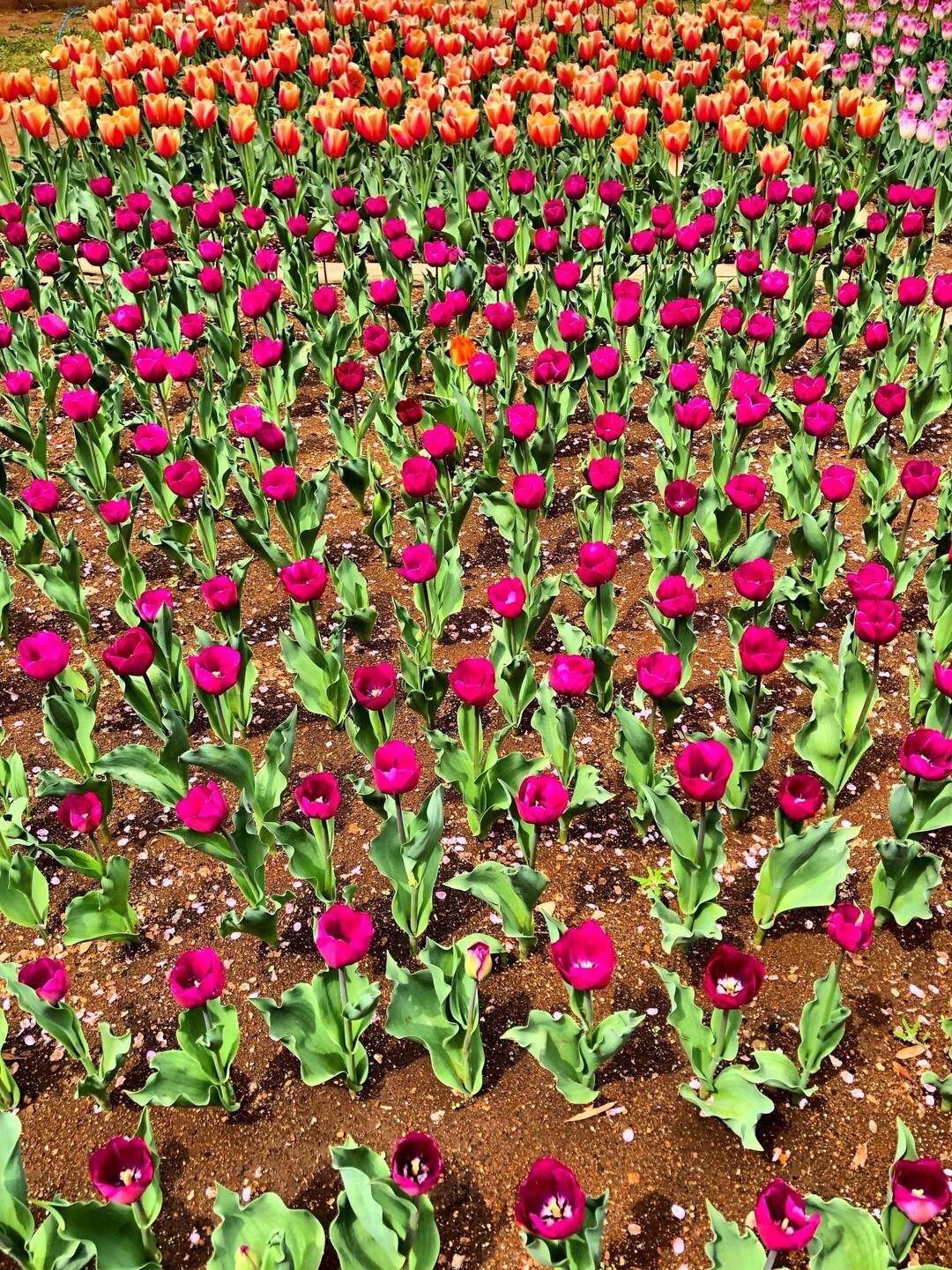 吾妻山・女吾妻山 / PANAPPさんの鳴神山・吾妻山の活動データ | YAMAP / ヤマップ