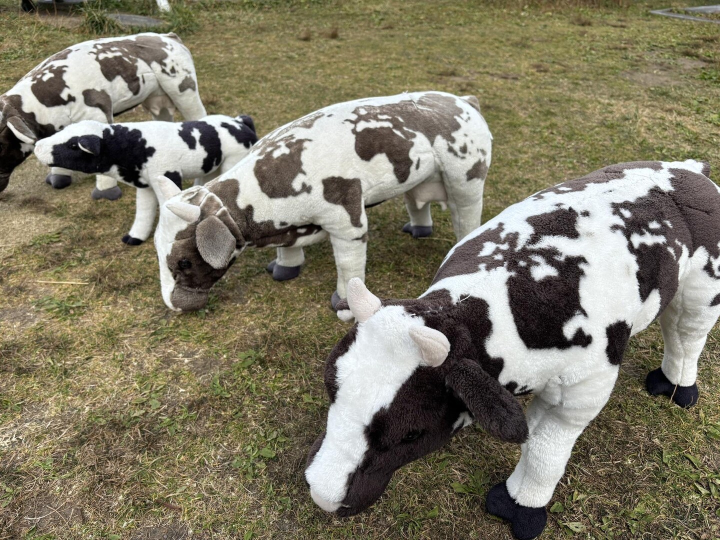 四国カルスト（天狗ノ森 ・黒滝山） / 3104（YUKAKO）さんの天狗ノ森（天狗高原）・黒滝山の活動データ | YAMAP / ヤマップ