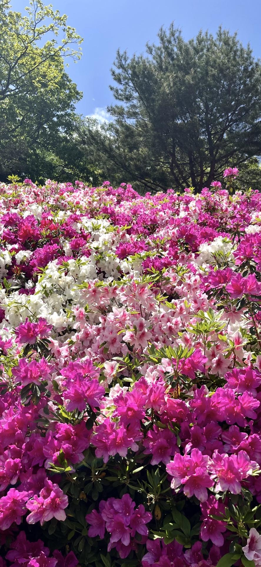 🌸なるかわ園地のツツジロールを愛でに 旗立山 / chieさんの生駒山・神津嶽・大原山の活動日記 | YAMAP / ヤマップ