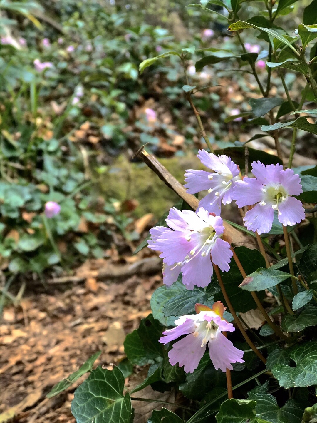 -2020-04-05 / ma-sa45さんの土岳・花貫渓谷・竪破山の活動データ | YAMAP / ヤマップ