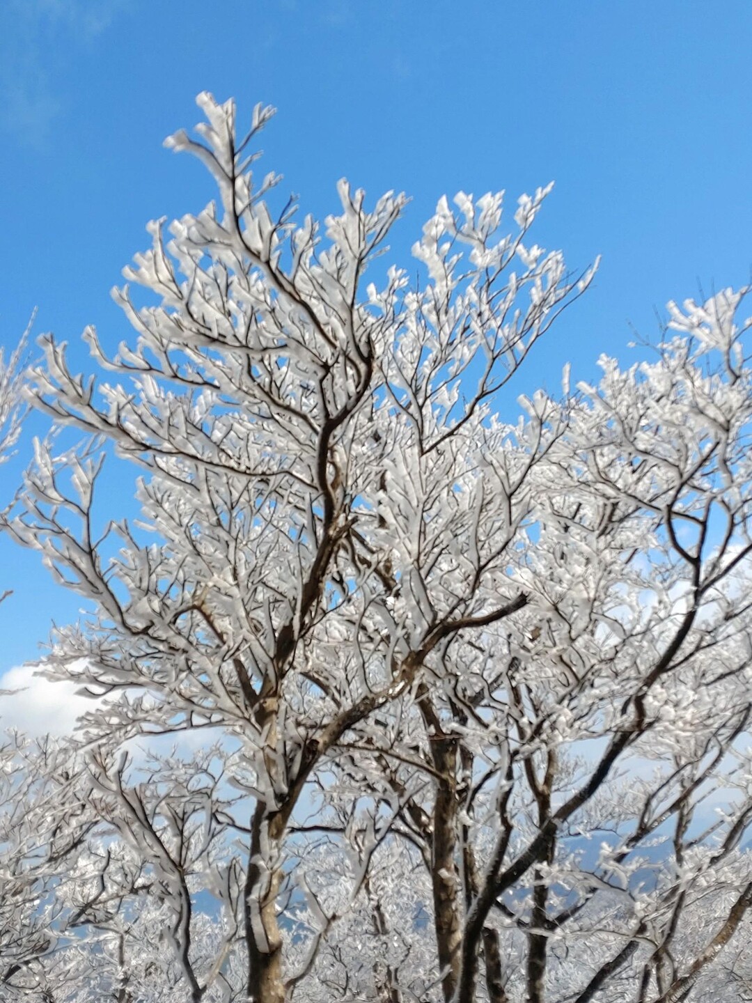 綿向山〜竜王山縦走 / hana0910さんの綿向山の活動日記 | YAMAP / ヤマップ