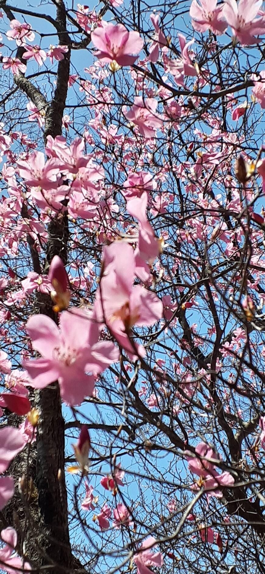 ️黒檜山 ️駒ヶ岳 ️篭山 ️おとぎの森👼 ️長七郎山 ️ / Erinaさんの赤城山・黒檜山・荒山の活動データ | YAMAP / ヤマップ