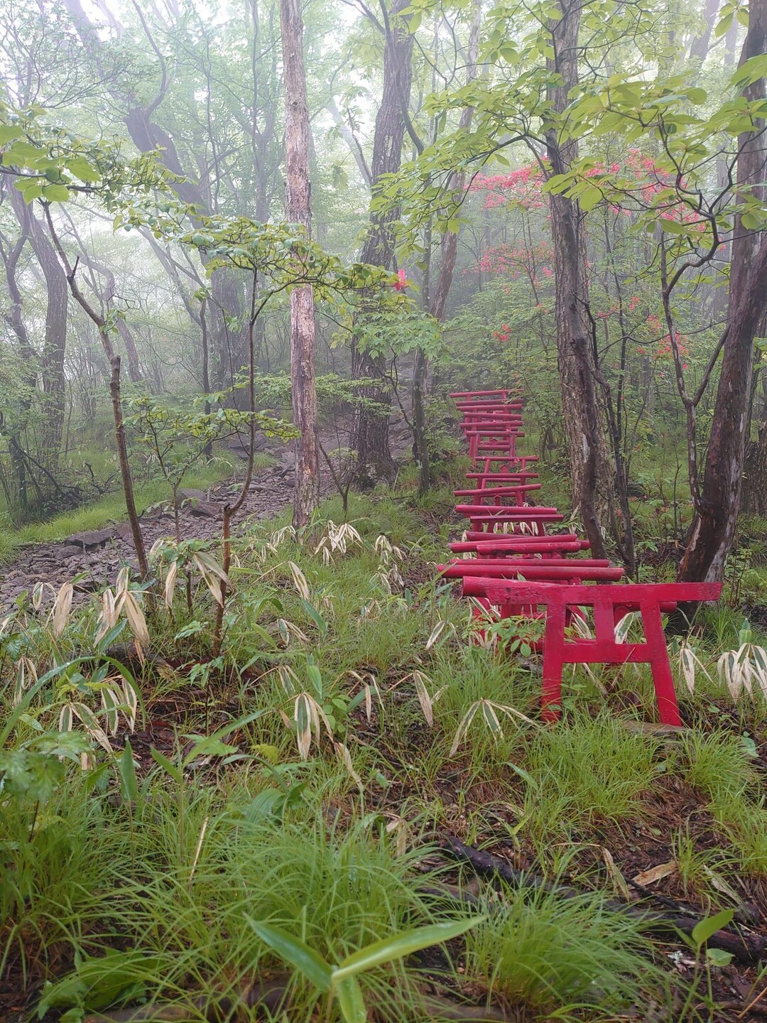 あれ？真白(笑) / J1さんの榛名山・天狗山・天目山の活動データ | YAMAP / ヤマップ