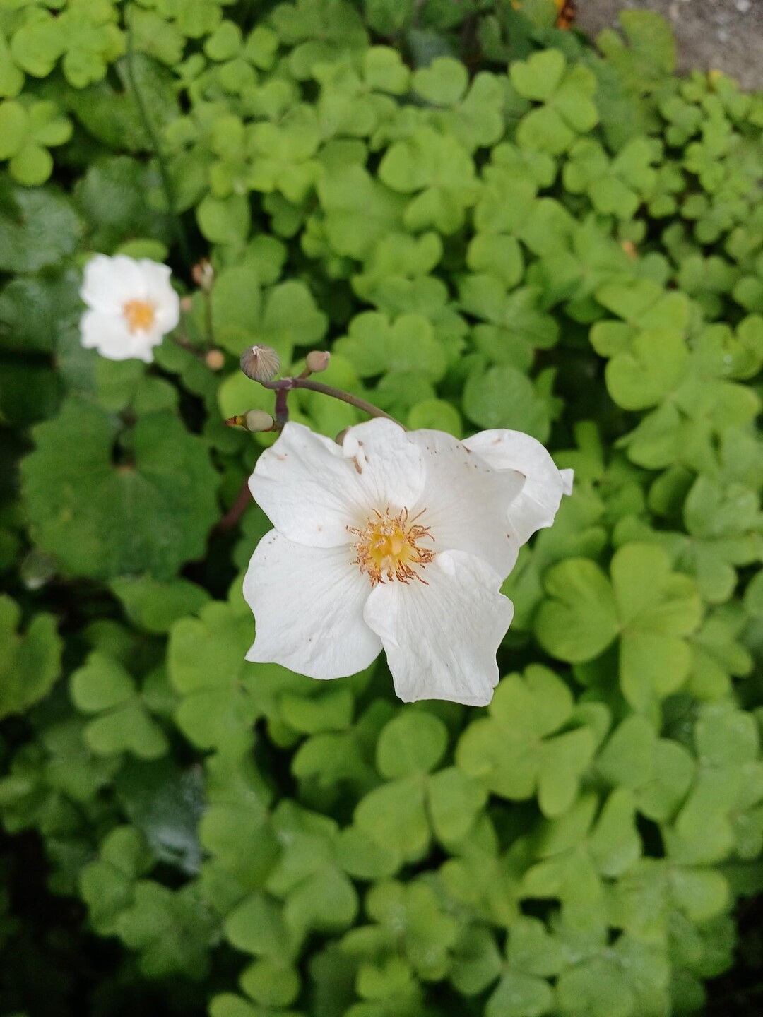 『世の中に〝雑草〟という草は無い。どんな... / hiroさんのモーメント | YAMAP / ヤマップ