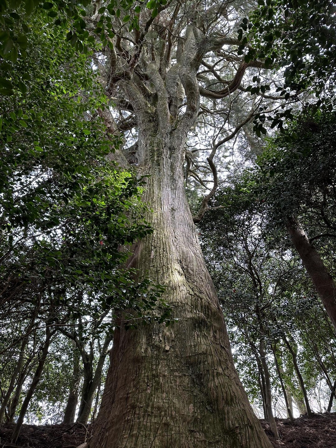 高縄散歩 花と杉 / yutakageさんの高縄山・大月山・北三方ヶ森の活動データ | YAMAP / ヤマップ