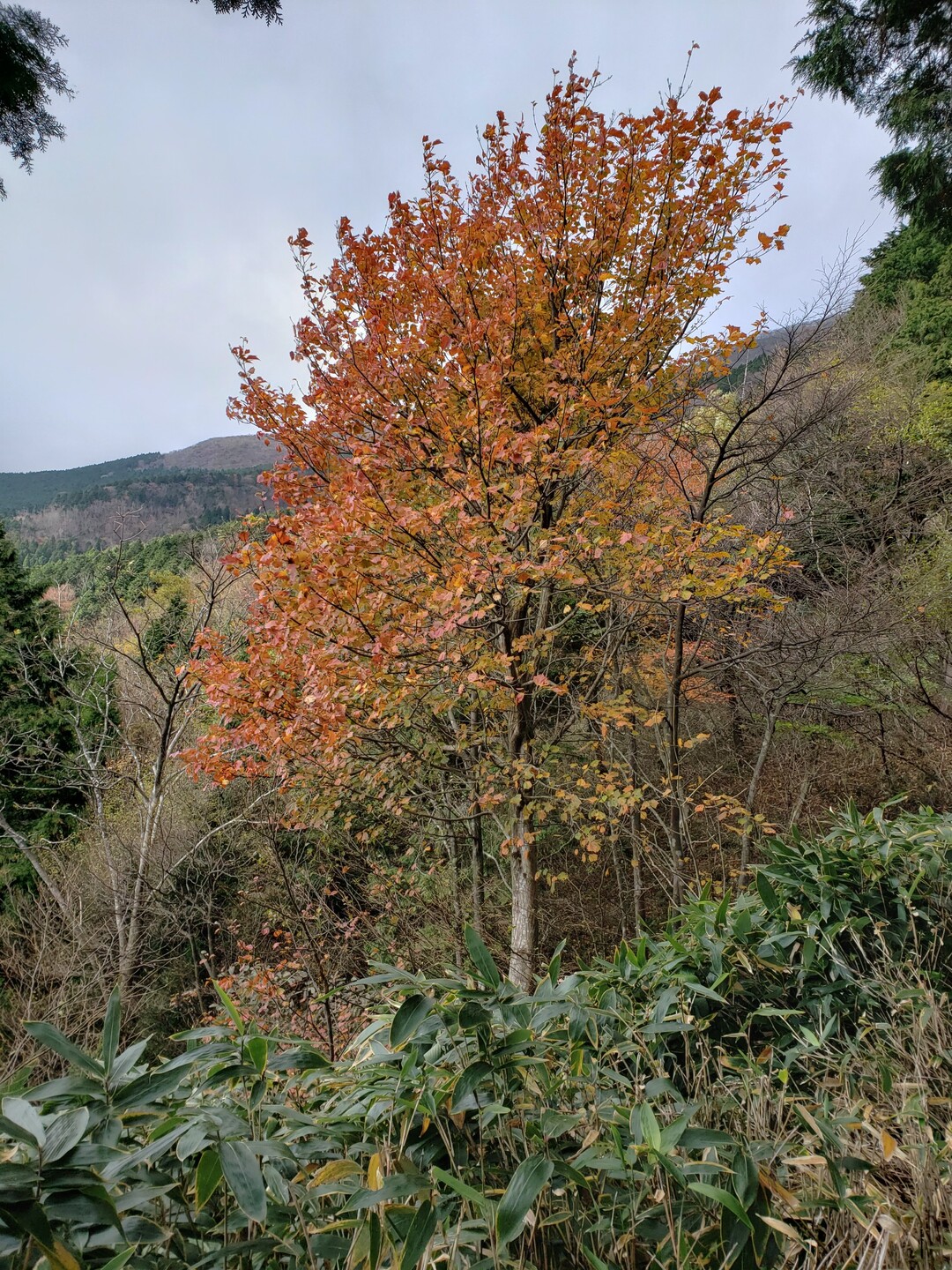 【my home mountain🗻】... / showwayさんのモーメント | YAMAP / ヤマップ