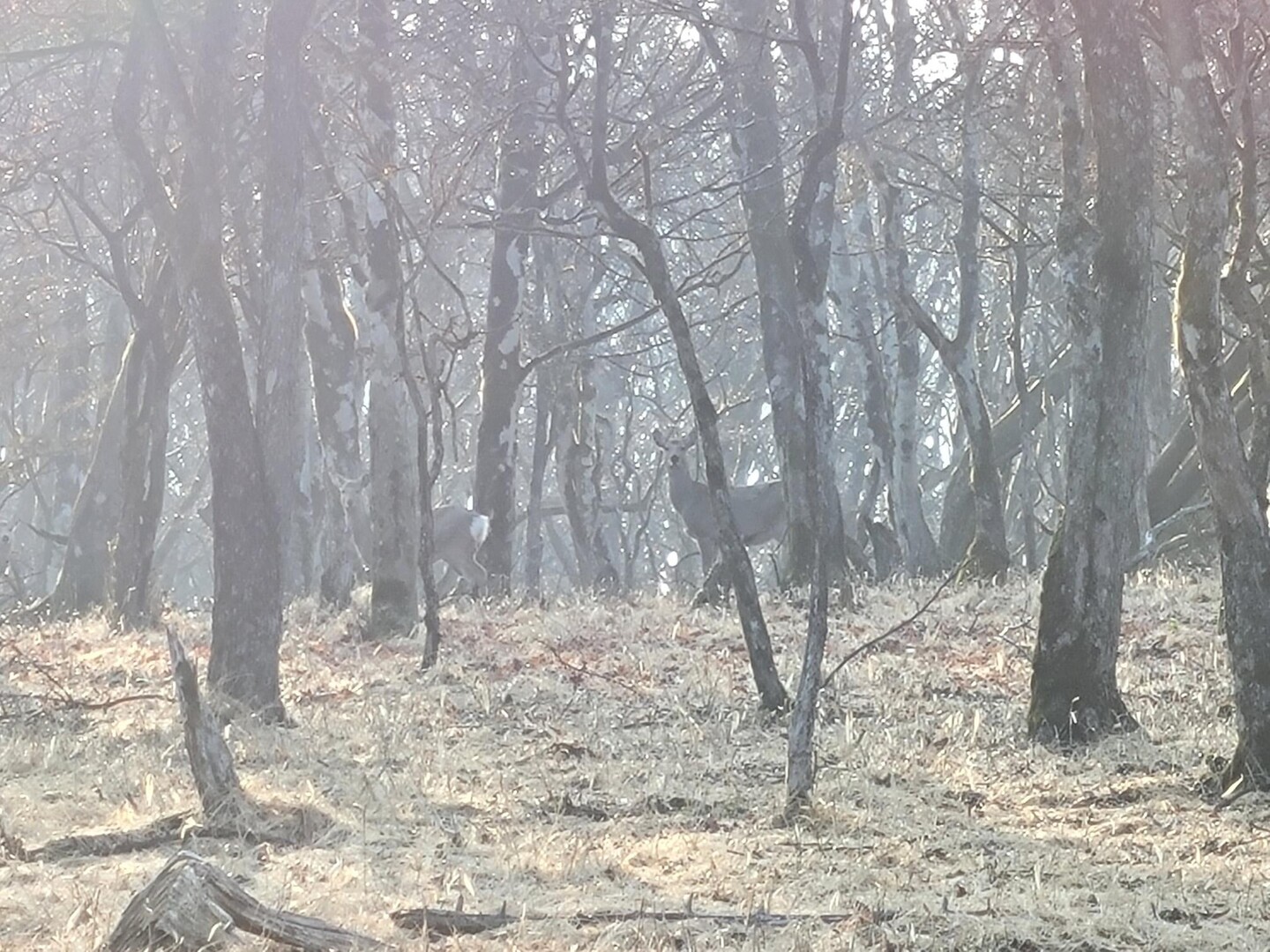 荒船山（経塚山）・御岳山・兜岩山 / Yabu-Inuさんの荒船山・物語山・大屋山の活動データ | YAMAP / ヤマップ