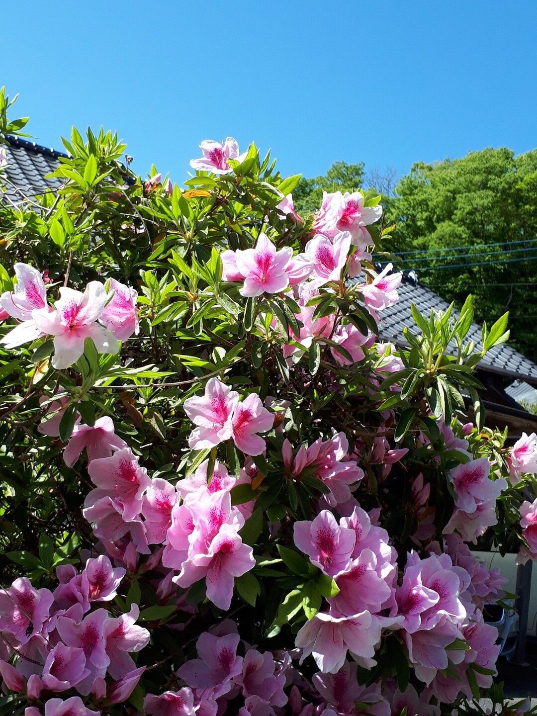 ハチさんも大忙し / misaさんのモーメント | YAMAP / ヤマップ