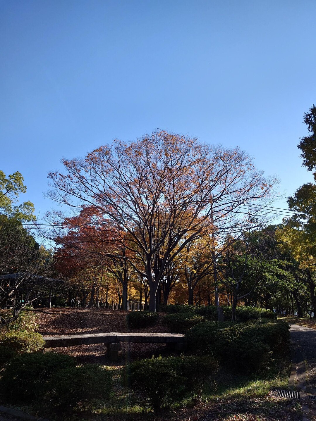 自宅近くの公園にて / katu@さんのモーメント | YAMAP / ヤマップ