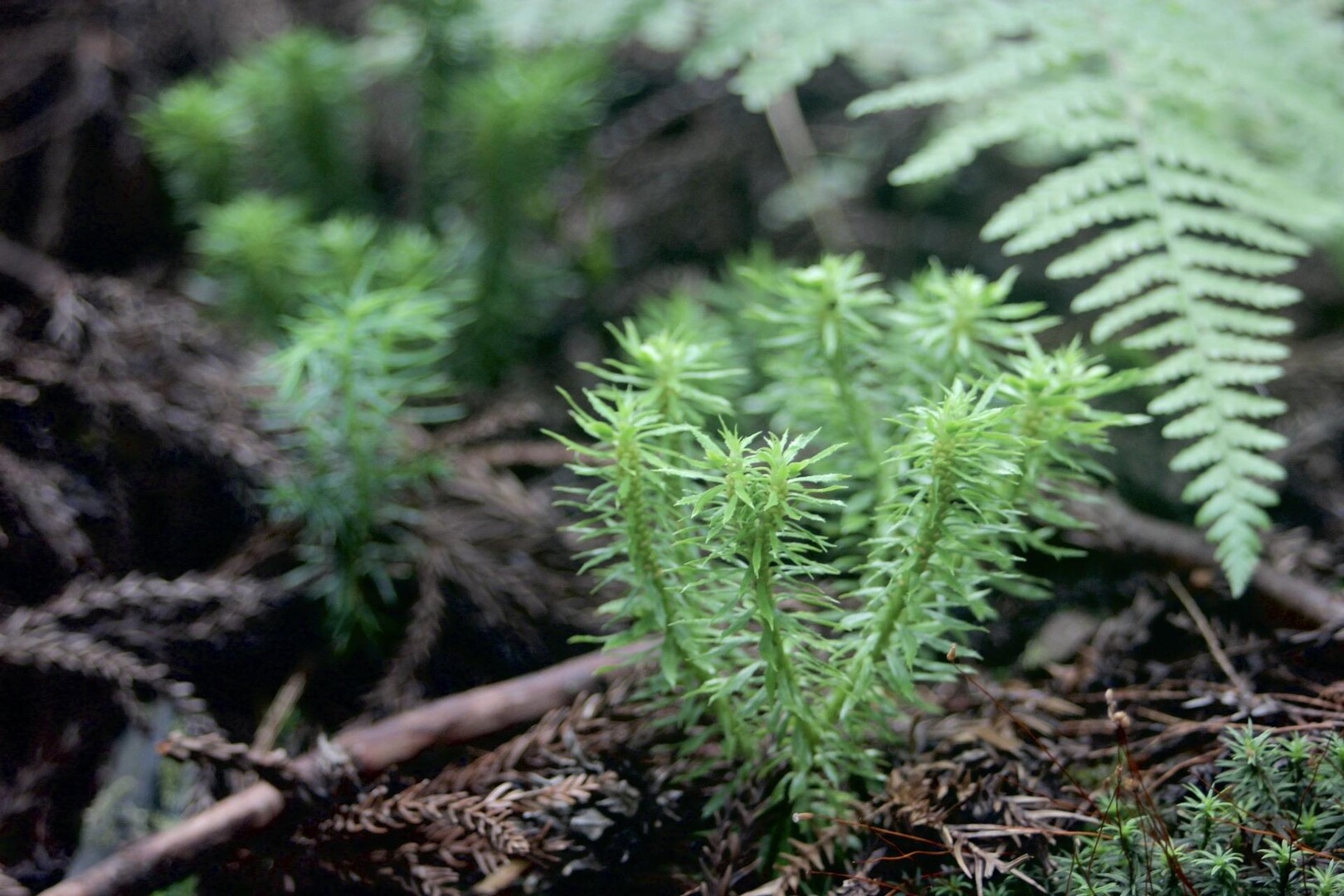 カゲの高・脇出・小萩ノ高・神出ノ峰（南峰）・神出ノ峰 / ikumiさんの神出ノ峰の活動データ | YAMAP / ヤマップ