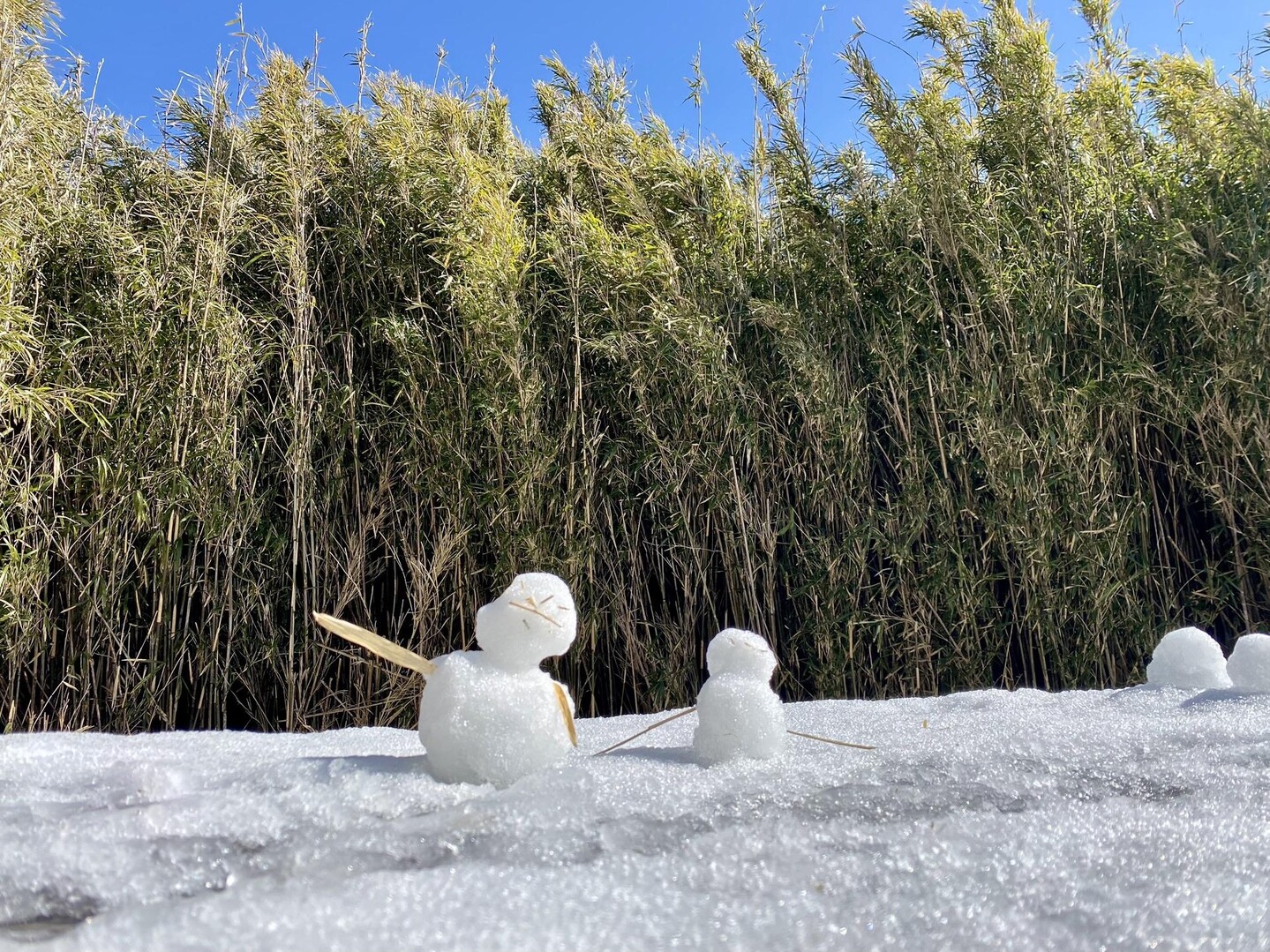 ほんのり雪の金時山。 / 3to4さんの金時山・明神ヶ岳の活動データ | YAMAP / ヤマップ