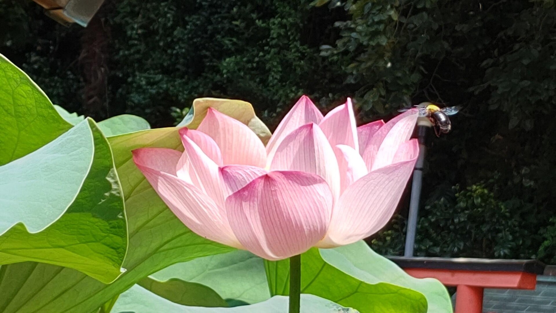 87😆愛宕山 / megさんの能古島の活動データ | YAMAP / ヤマップ