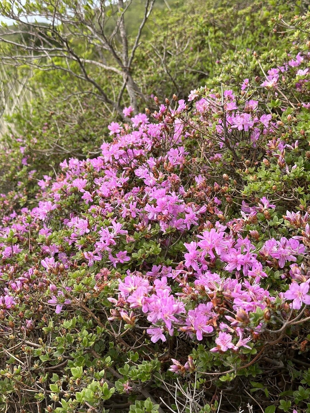 幸せ〜💕お腹も心も満たされるたぁ😊 ... / cocoさんのモーメント | YAMAP / ヤマップ