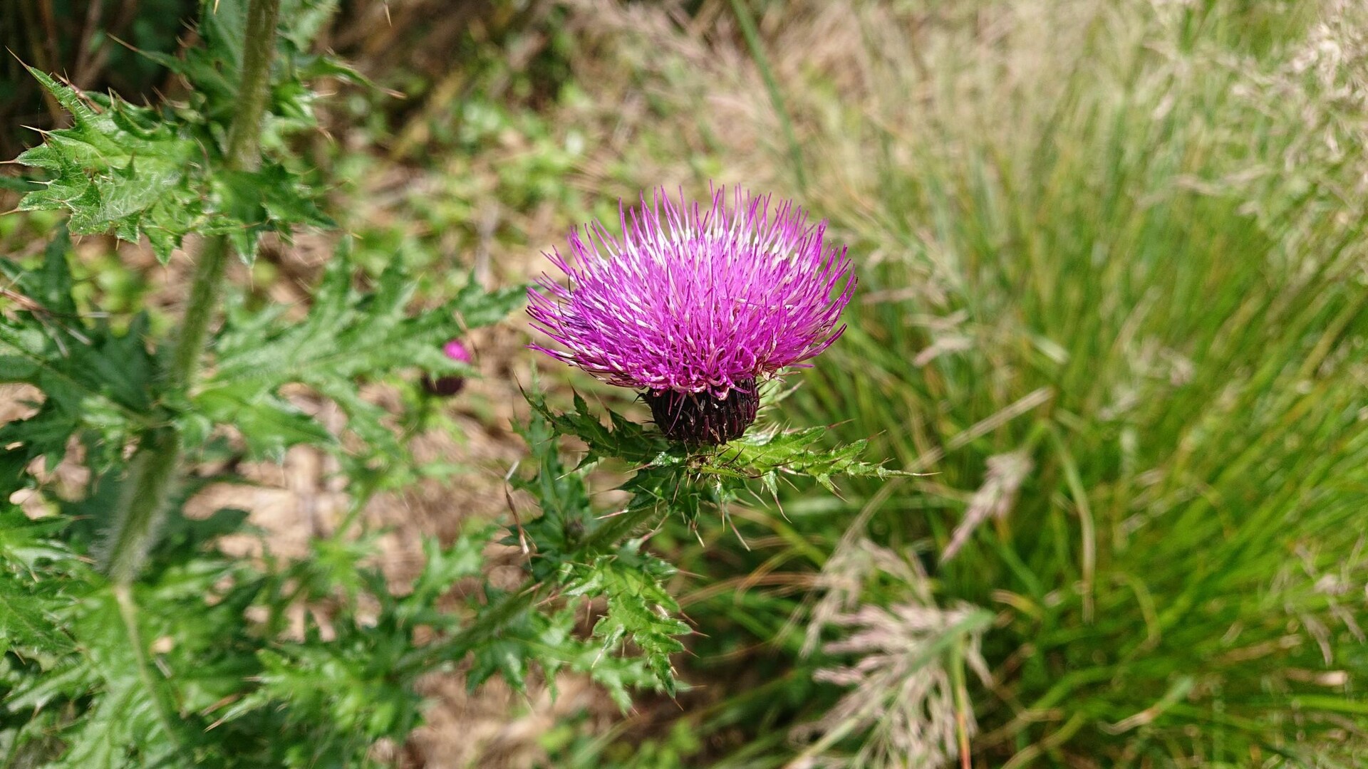 能郷白山 / mune-Zさんの能郷白山の活動データ | YAMAP / ヤマップ