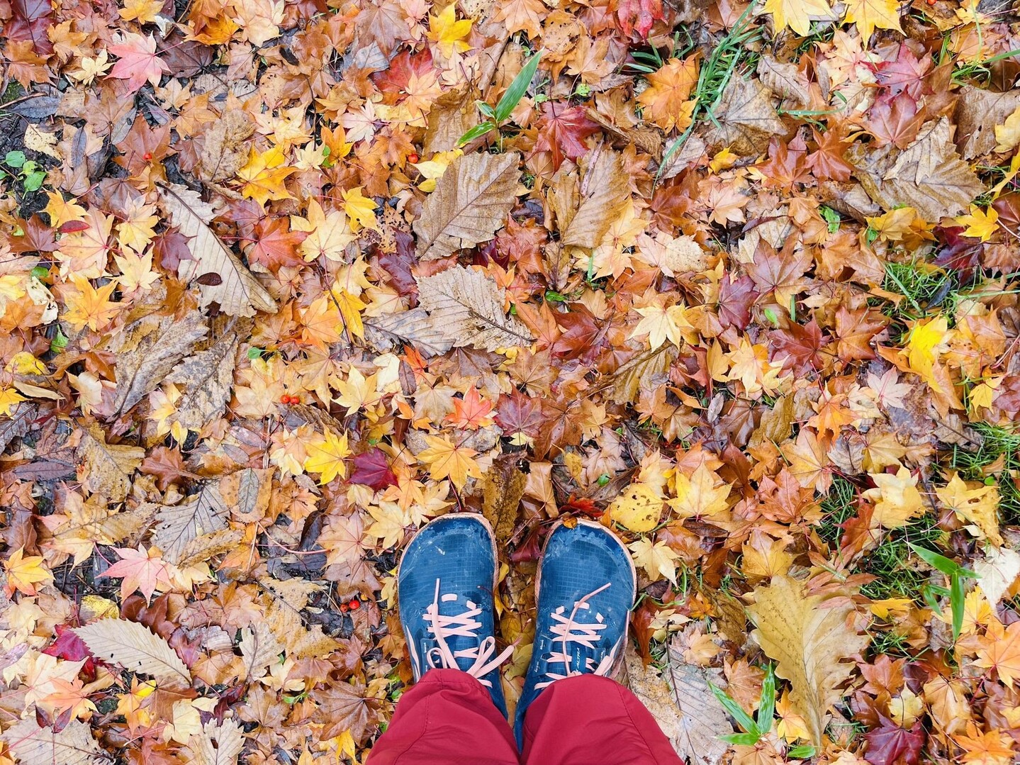落葉踏み🍁桜山 / momo🐦さんの白旗山の活動データ | YAMAP / ヤマップ