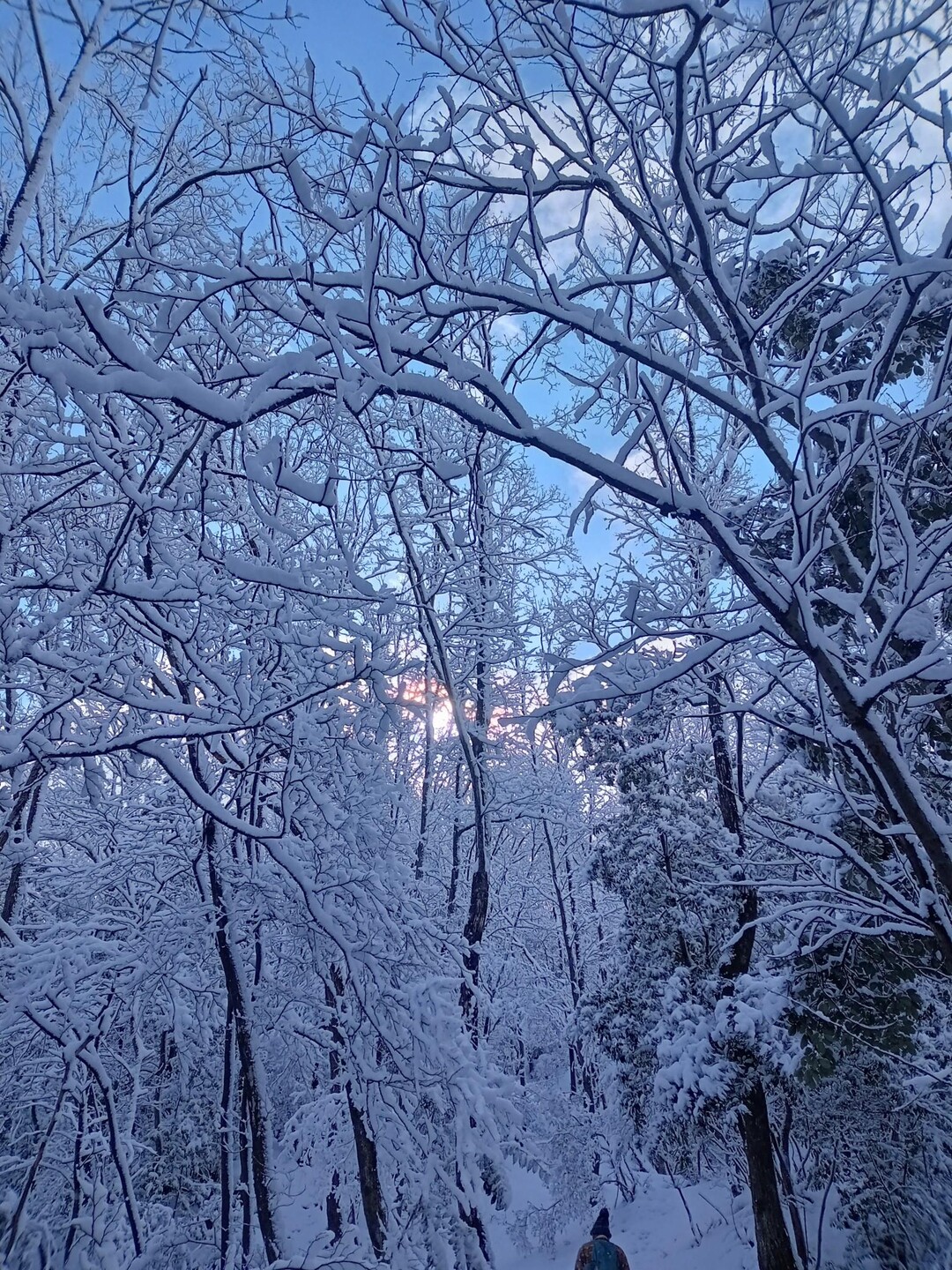 亀岡市篠 長尾山 350m ！！！😀 ... / yuusenさんのモーメント | YAMAP / ヤマップ