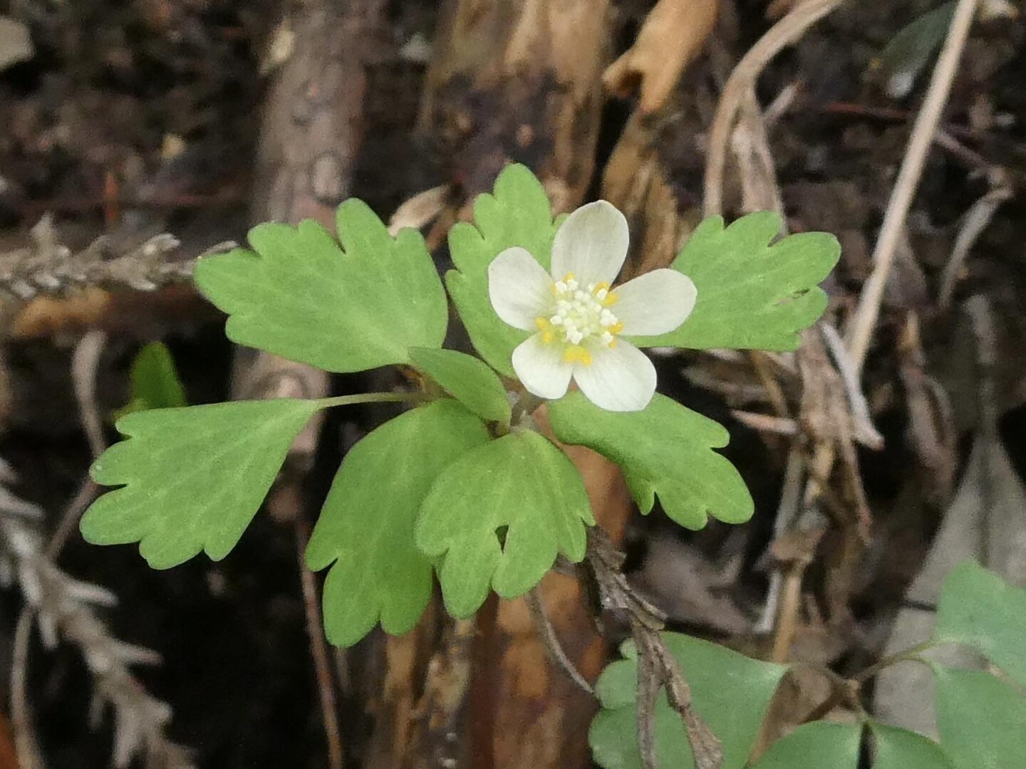 先日はトウゴクサバノオの花が閉じていたの... / skipさんのモーメント | YAMAP / ヤマップ