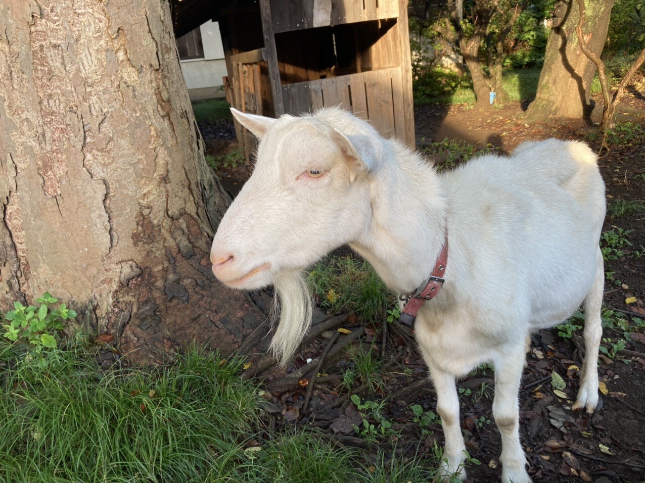 yamatubakiのページ | YAMAP / ヤマップ