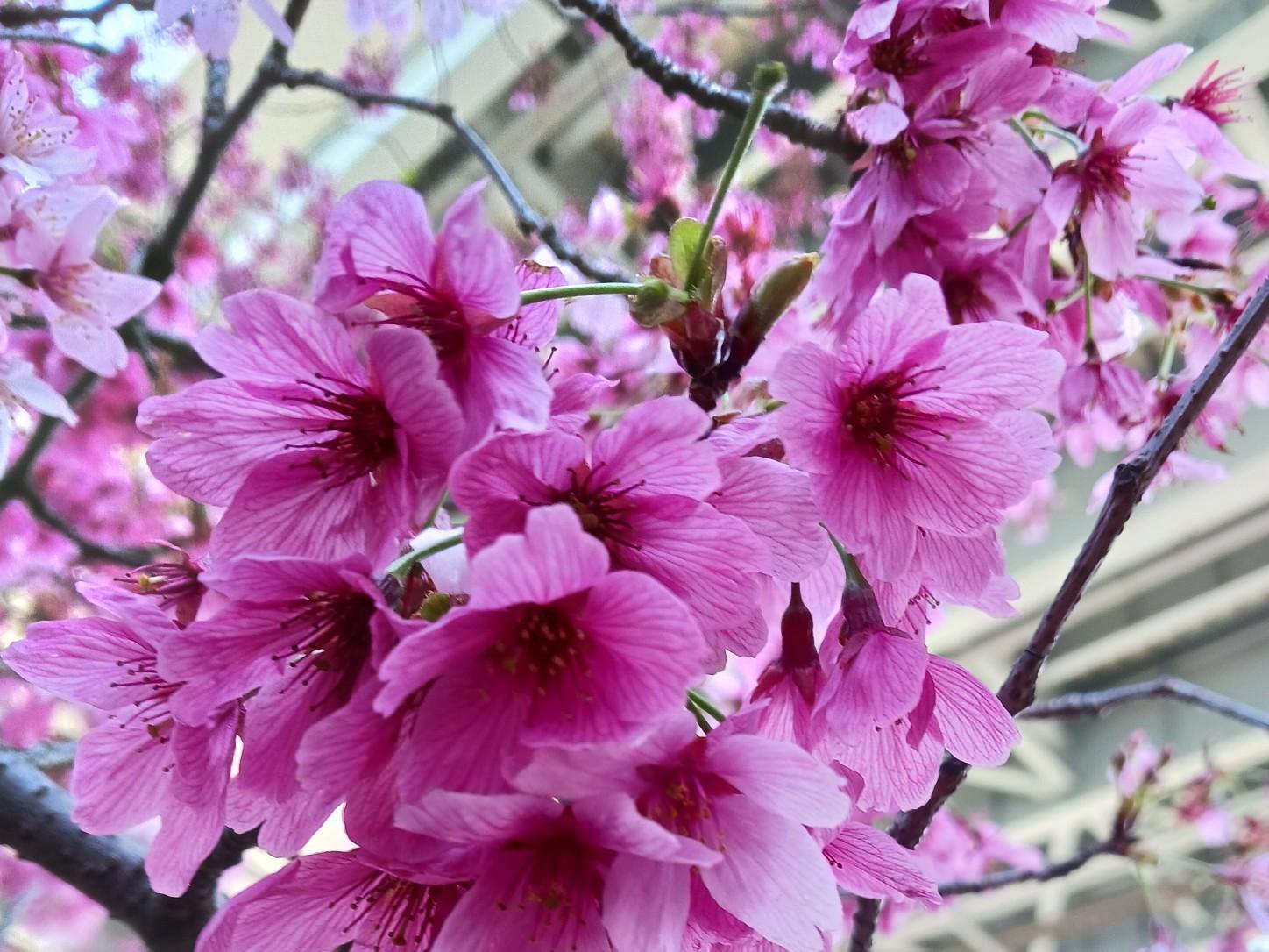 雅桜(ミヤビザクラ)🌸 雅子さまに縁の... / hiroさんのモーメント | YAMAP / ヤマップ