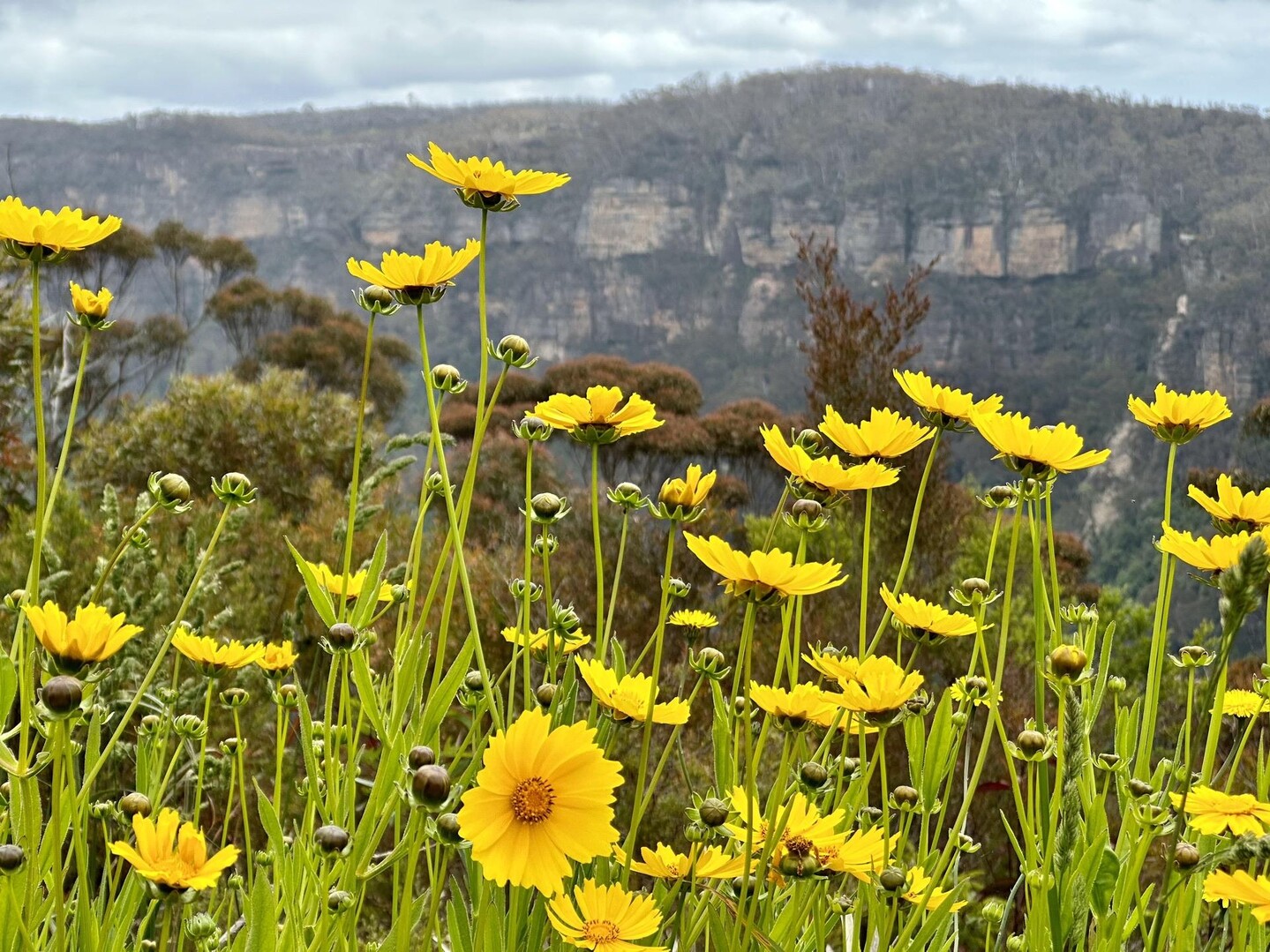 🇦🇺 Blue Mountains・Three Sisters / エマさんのブルー・マウンテンズ国立公園の活動データ | YAMAP / ヤマップ