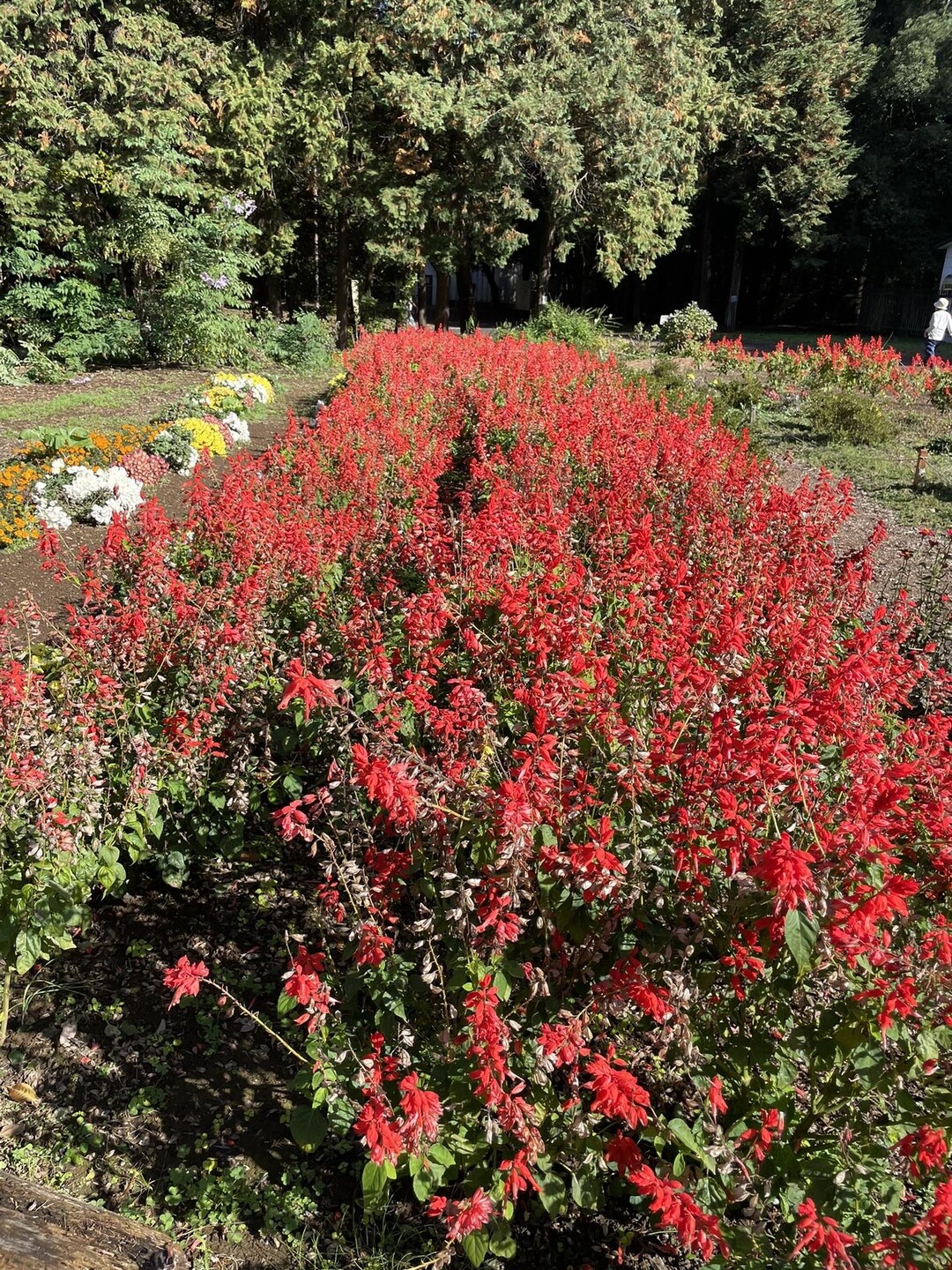 日高総合公園ウォーキング / ken-3さんの狭山市の活動データ | YAMAP / ヤマップ