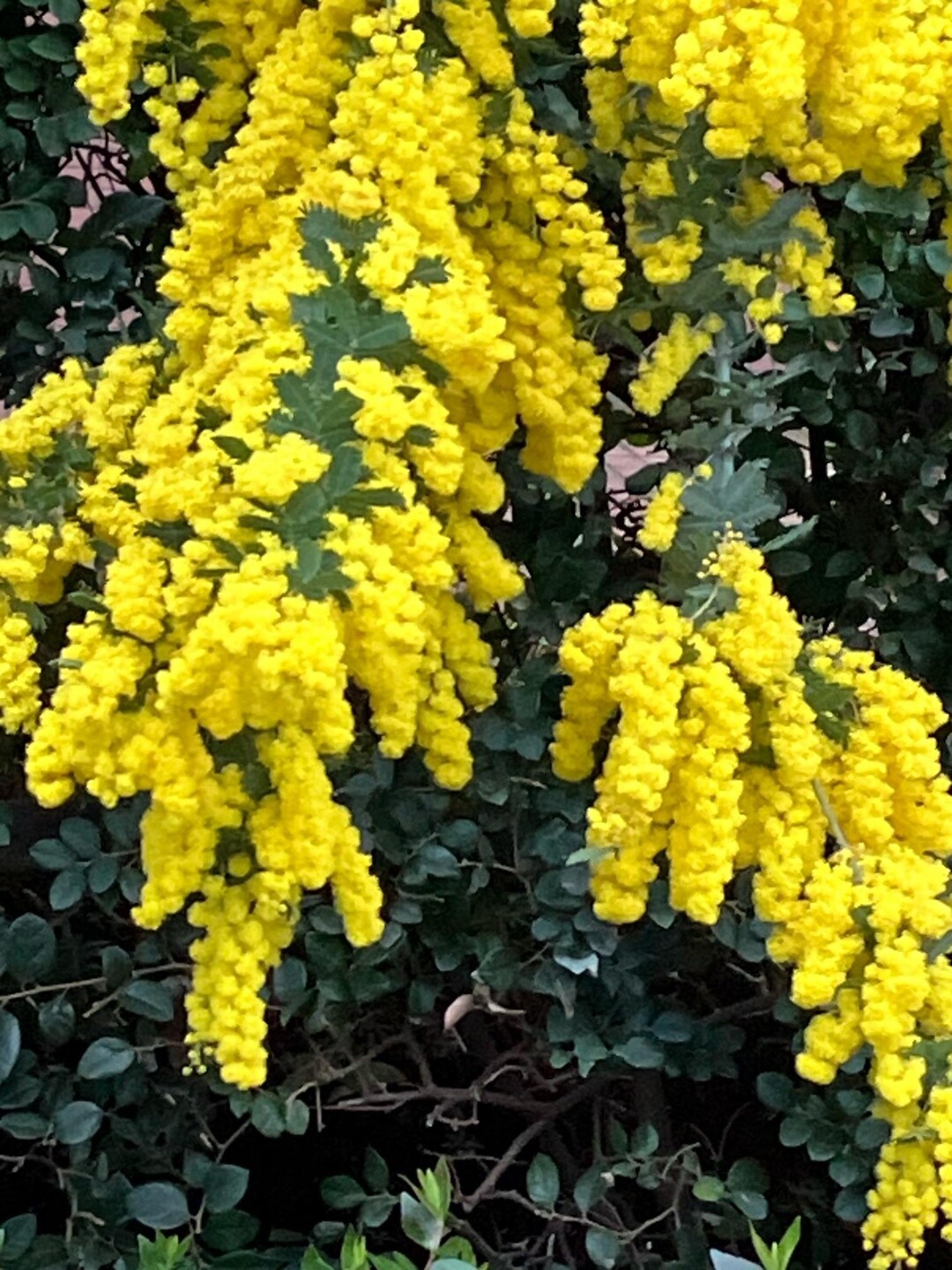 🌼春めいてきましたね🌼ミモザ🌼満開^_^ / masさんのウォーキングの活動データ | YAMAP / ヤマップ