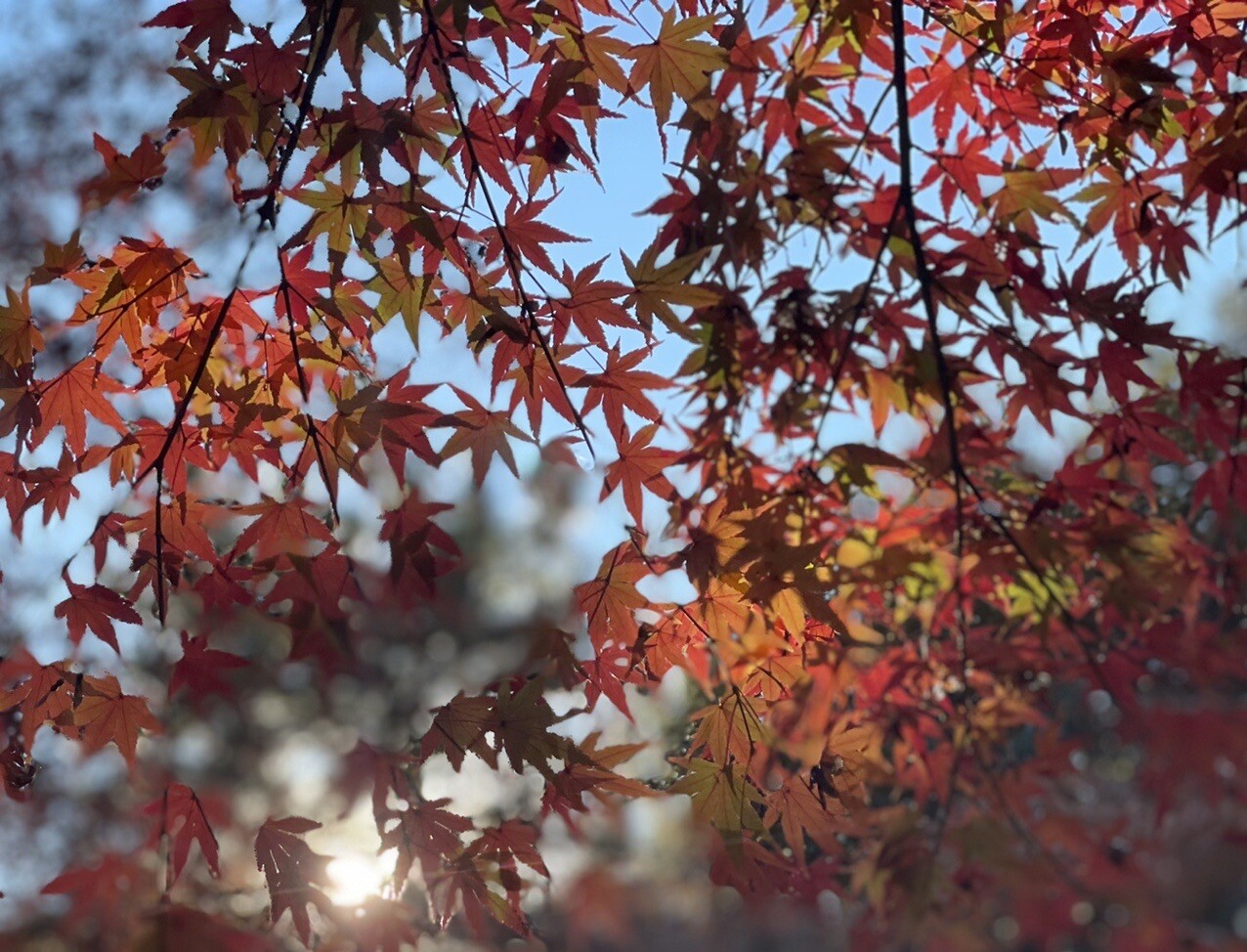 国指定名勝 殿ヶ谷庭園にて 紅葉狩り🍁... / Laniさんのモーメント | YAMAP / ヤマップ
