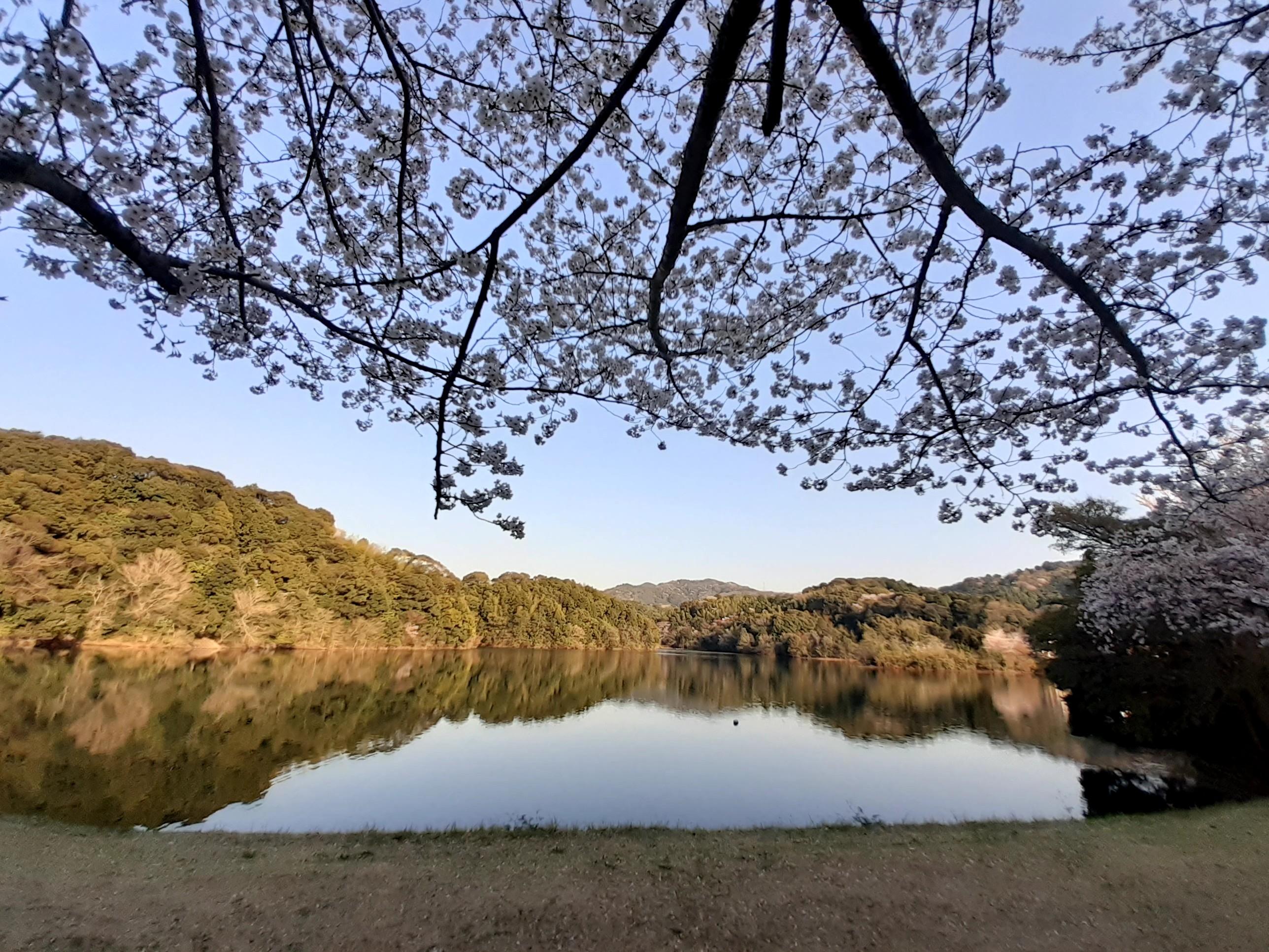 ワンコとお花見【亀池さんぽ】 / Noriさんのウォーキングの活動データ | YAMAP / ヤマップ