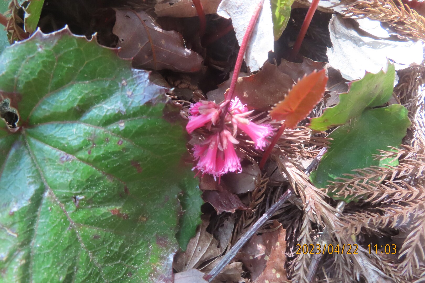 雲洞谷山のイワカガミ / ss43mさんの雲洞谷山・白倉岳・鷹ヶ峰の活動データ | YAMAP / ヤマップ