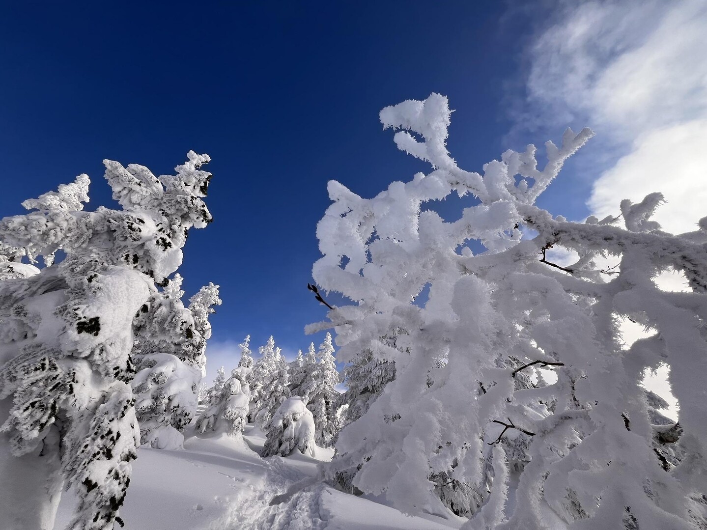登り納め Snow Monster / yuzu_coさんの森吉山の活動日記 | YAMAP / ヤマップ