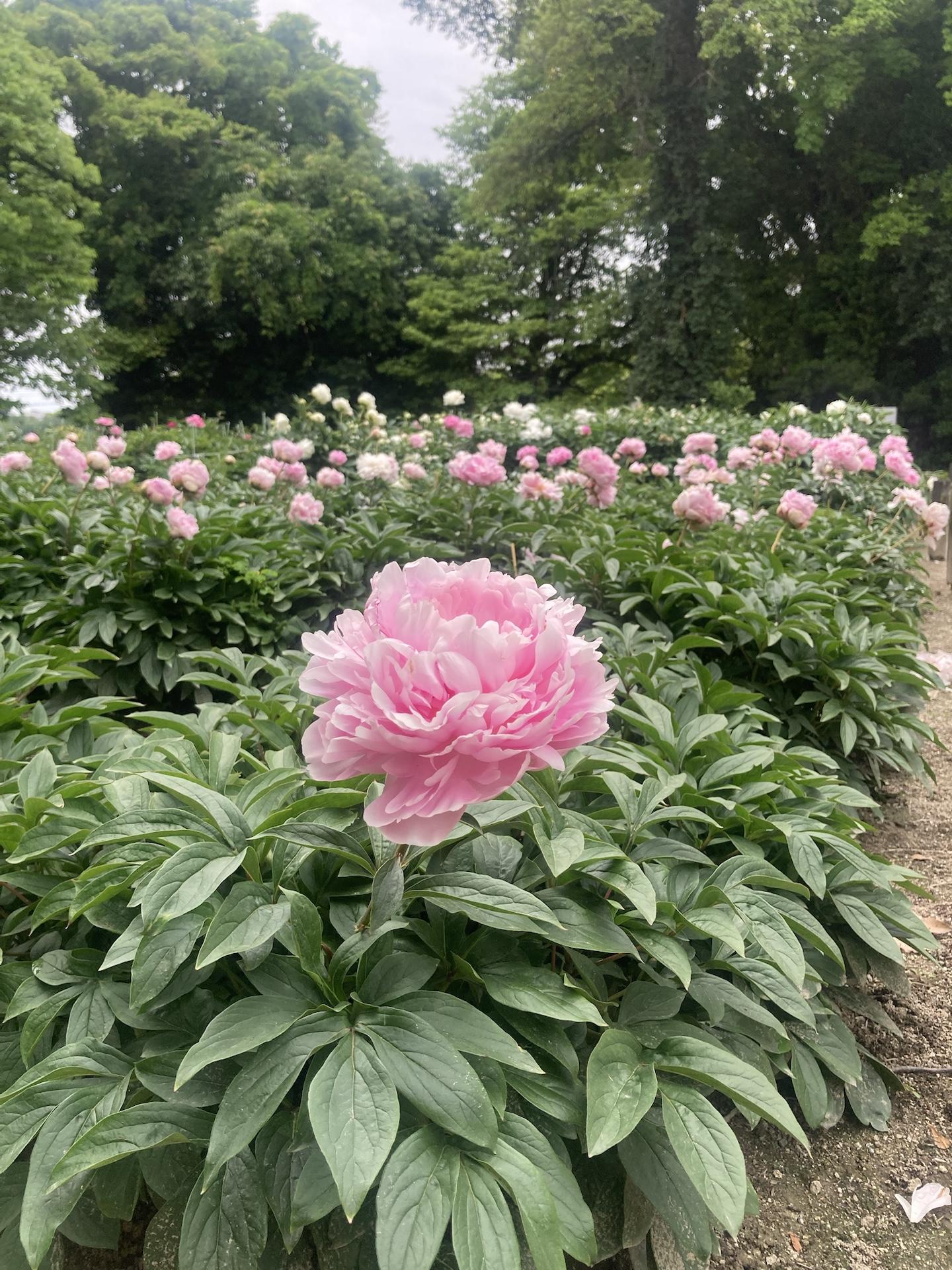 車がないので 友達とランチの待ち合わせ前... / K子さんのモーメント | YAMAP / ヤマップ