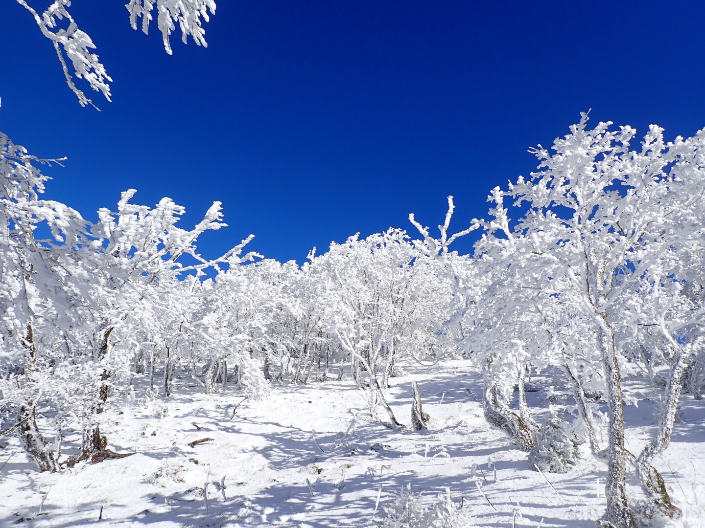 大峰ブルー / 555さんのモーメント | YAMAP / ヤマップ
