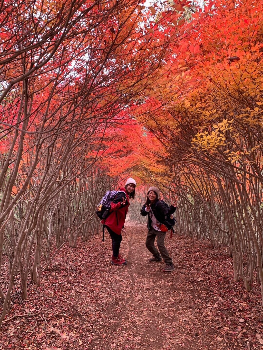 🍁岩石山・稲荷山🍁 / yukari🏔🌈さんの岩石山（岩石城）の活動日記 | YAMAP / ヤマップ