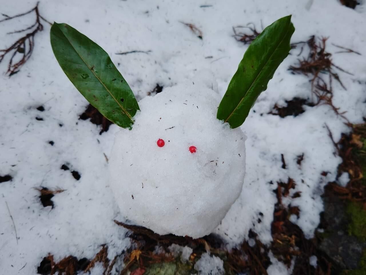 🎵 雪兎小春日和に少し溶け 悟... / 京悟空さんのモーメント | YAMAP / ヤマップ