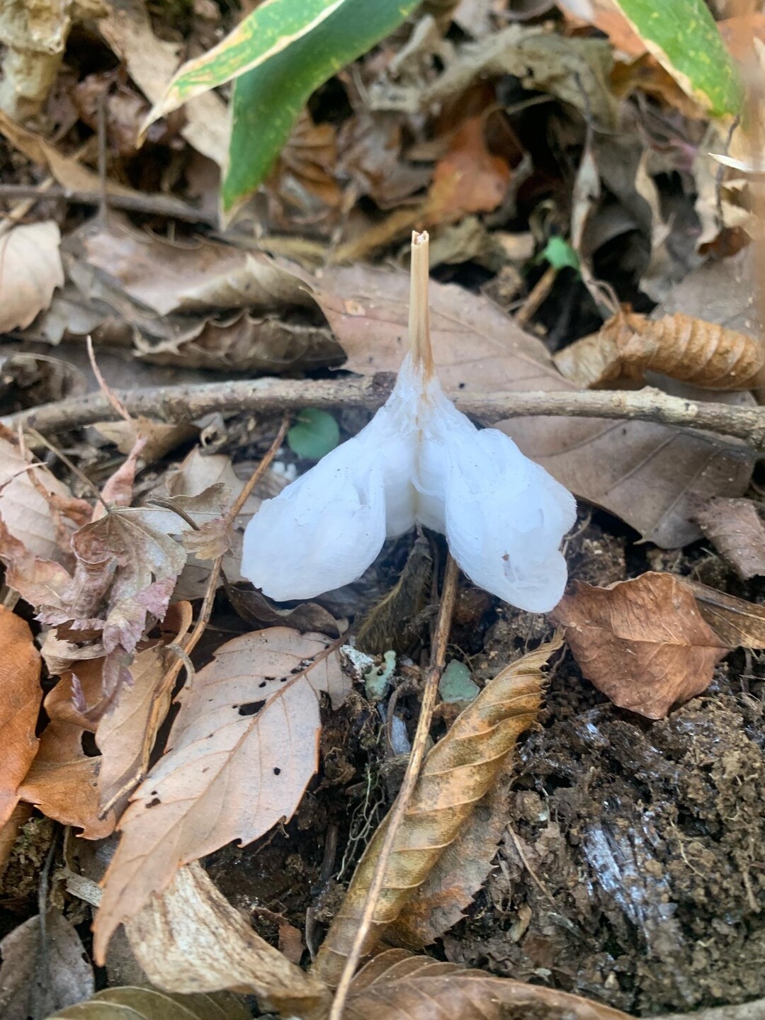 高尾山でシモバシラ🧊 / chocoponさんの高尾山・陣馬山・景信山の活動データ | YAMAP / ヤマップ