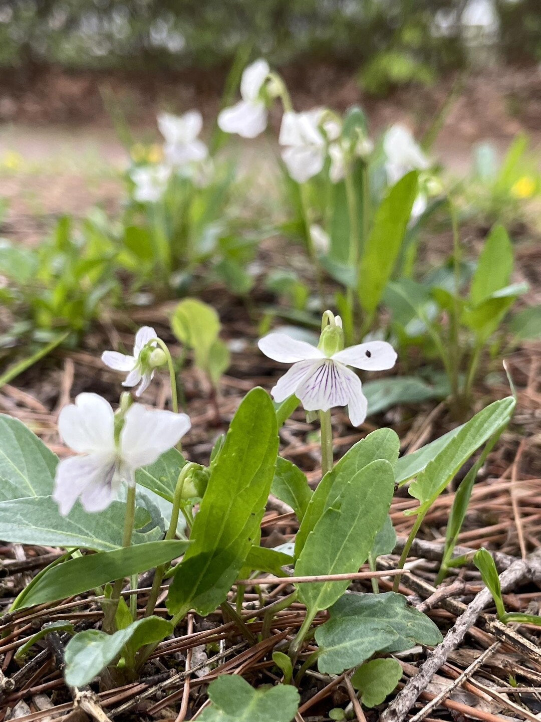 アリアケスミレ 散歩中に急に思い出し、寄... / 呑気なおじーちゃんさんのモーメント | YAMAP / ヤマップ