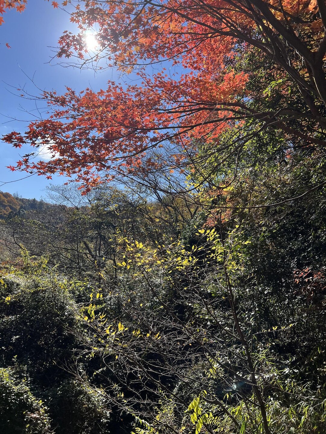 六甲山 / HALさんの六甲山・長峰山・摩耶山の活動データ | YAMAP / ヤマップ