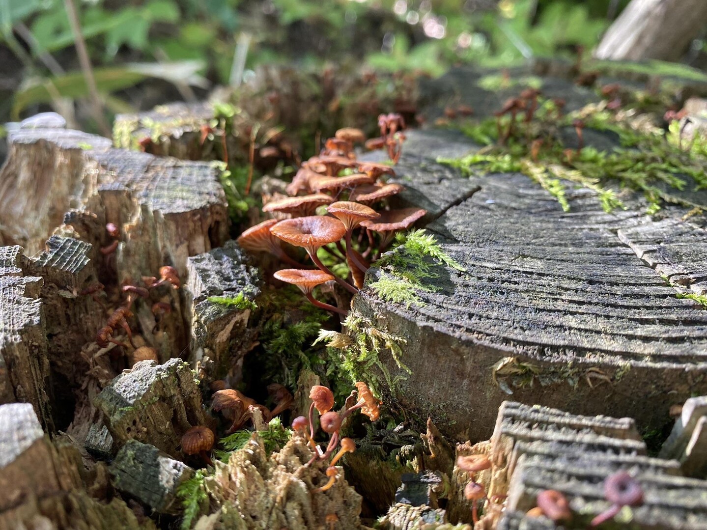 小さい秋🍂みーつけたよ砥石山 / marikoさんの砥石山・青山の活動データ | YAMAP / ヤマップ