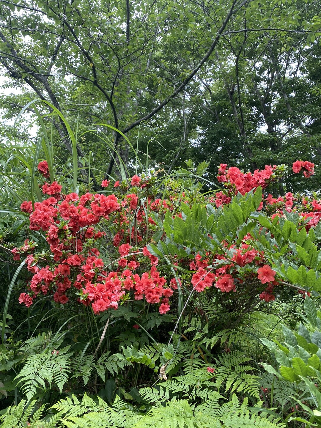 要害山 (茨城百名山98) / Alsuさんの常陸太田市の活動日記 | YAMAP / ヤマップ