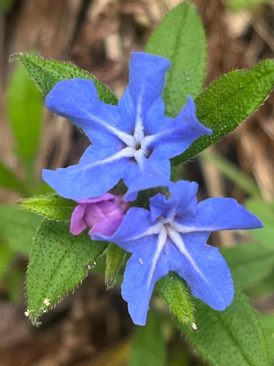 元取山etc. / 耳雪さんの三千坊山の活動データ | YAMAP / ヤマップ