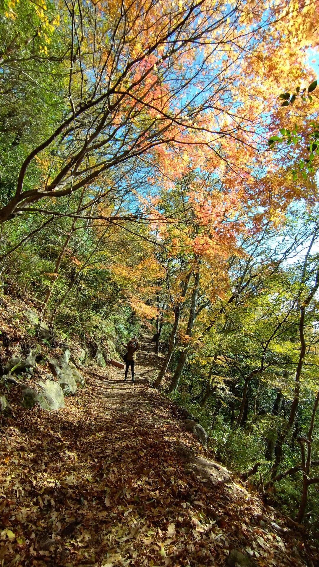 高崎山 / rocoさんのウォーキングの活動データ | YAMAP / ヤマップ