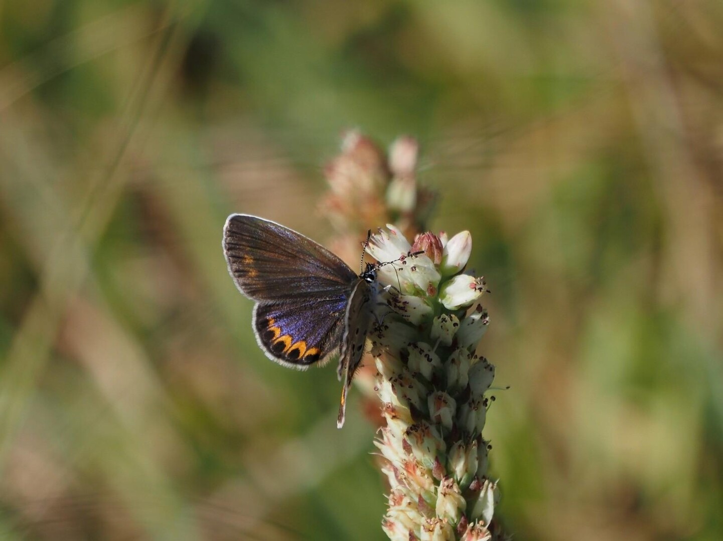 もっと青い鱗粉が広範囲に広がった個体も居... / JICKさんのモーメント | YAMAP / ヤマップ