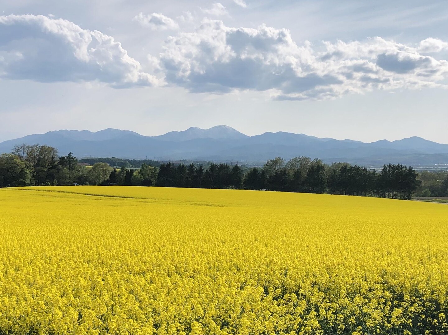 滝川菜の花満開！🤪 樺戸連山.ピンネ... / FUM!さんのモーメント | YAMAP / ヤマップ