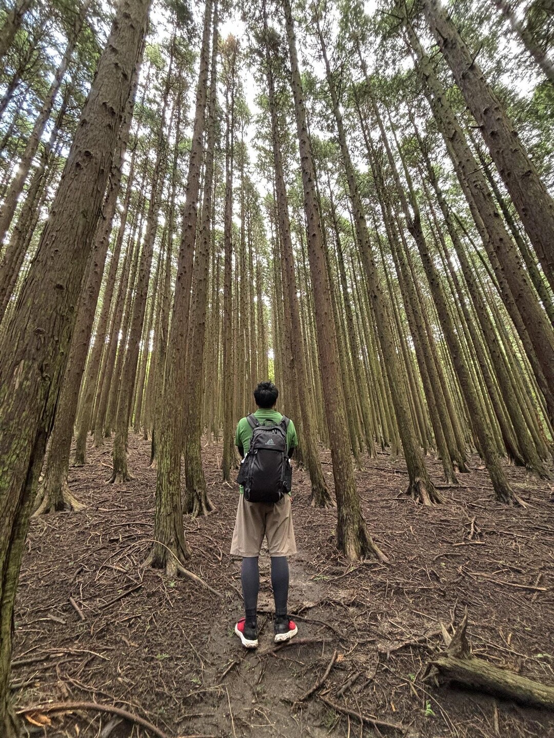 『人生の並木道』897ピーク・作礼山・作礼山東峰（権現山） / Tentenさんの作礼山の活動データ | YAMAP / ヤマップ