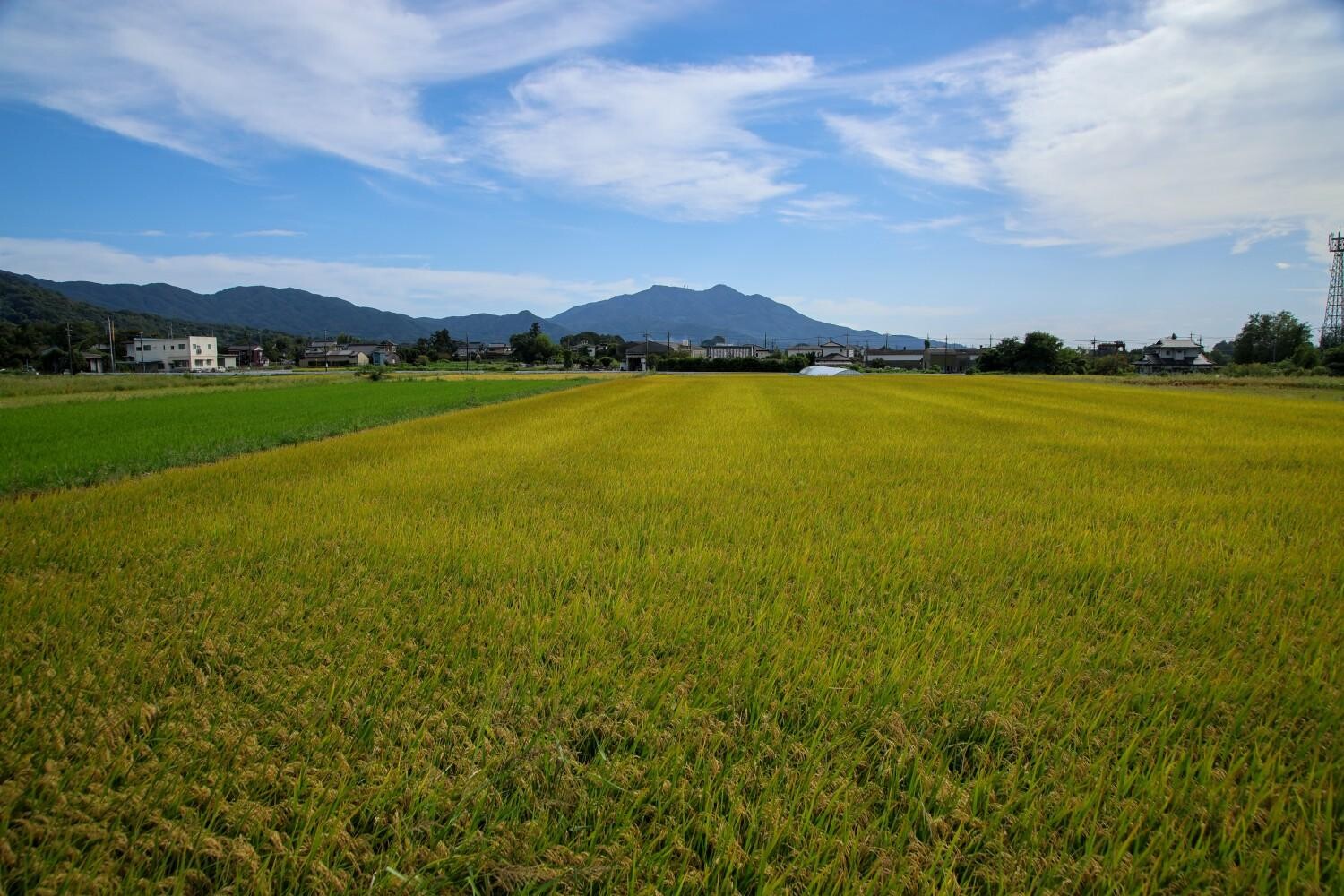 筑波の麓の実り 今日は彼岸花を求めて徘... / Windyさんのモーメント | YAMAP / ヤマップ