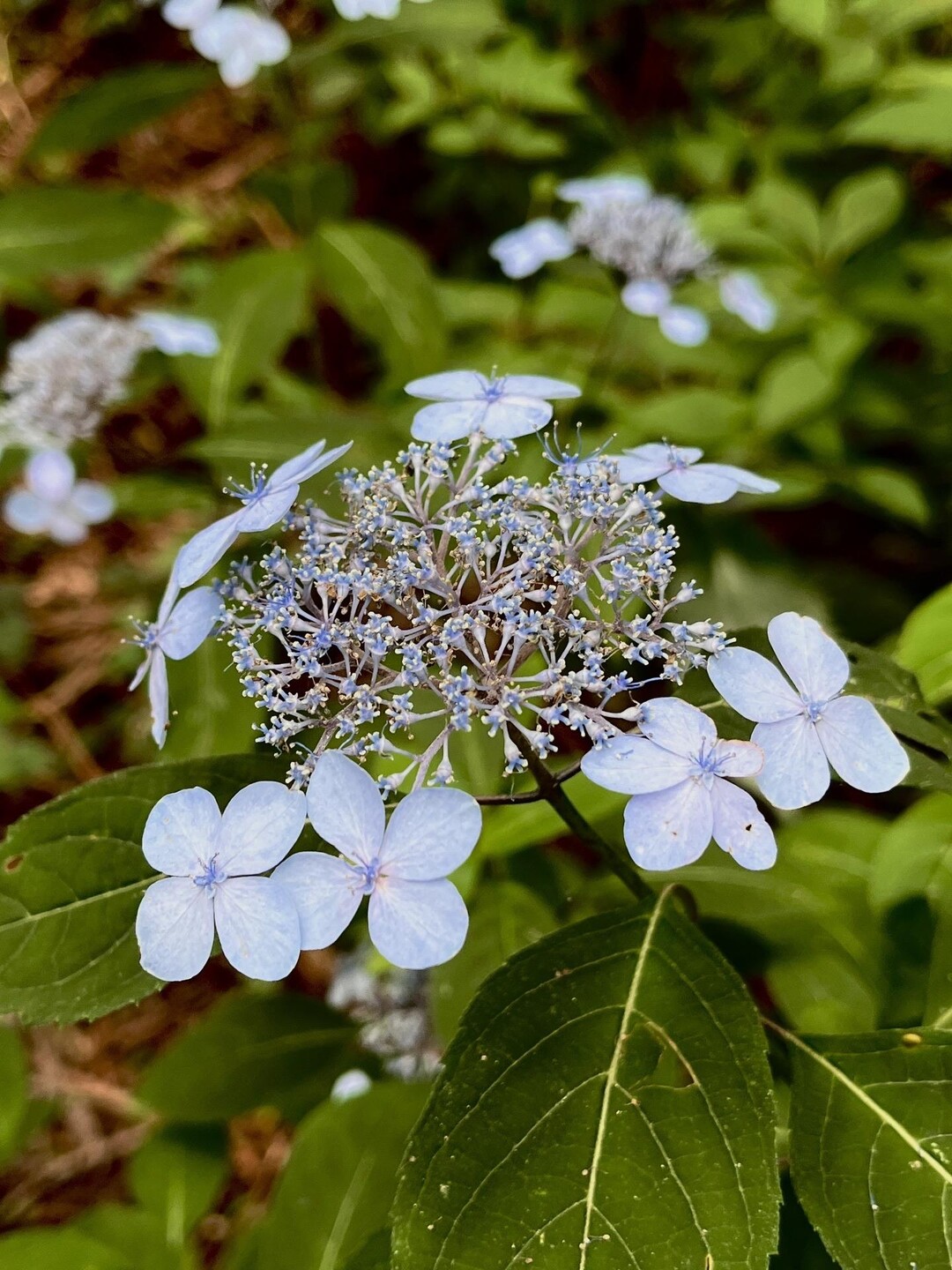 暑くても金剛山⛰️ / OLD HOUSEさんの金剛山・二上山・大和葛城山の活動データ | YAMAP / ヤマップ