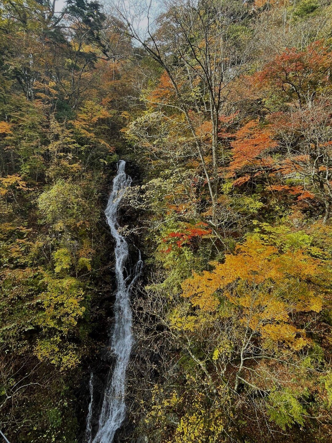 CH登山部 三頭山で紅葉🍁登山 / いっちー🧸さんの三頭山・槇寄山・土俵岳の活動データ | YAMAP / ヤマップ