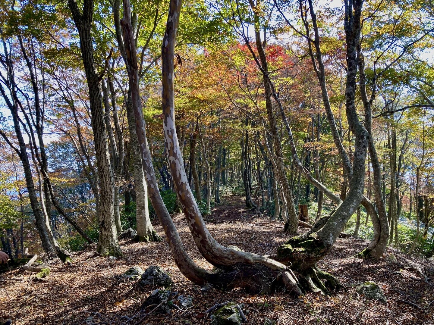 ブナ狩り / puyoさんの藤倉山・鍋倉山の活動データ | YAMAP / ヤマップ