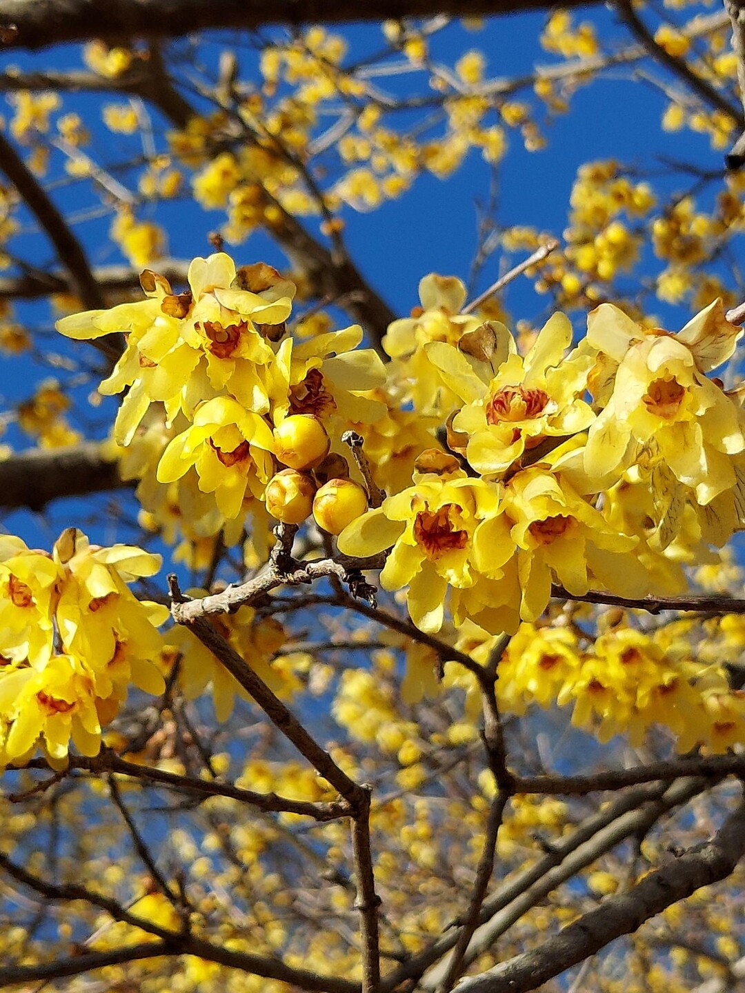 桜山/蝋梅 / reoさんの 金鑚御嶽山の活動データ | YAMAP / ヤマップ